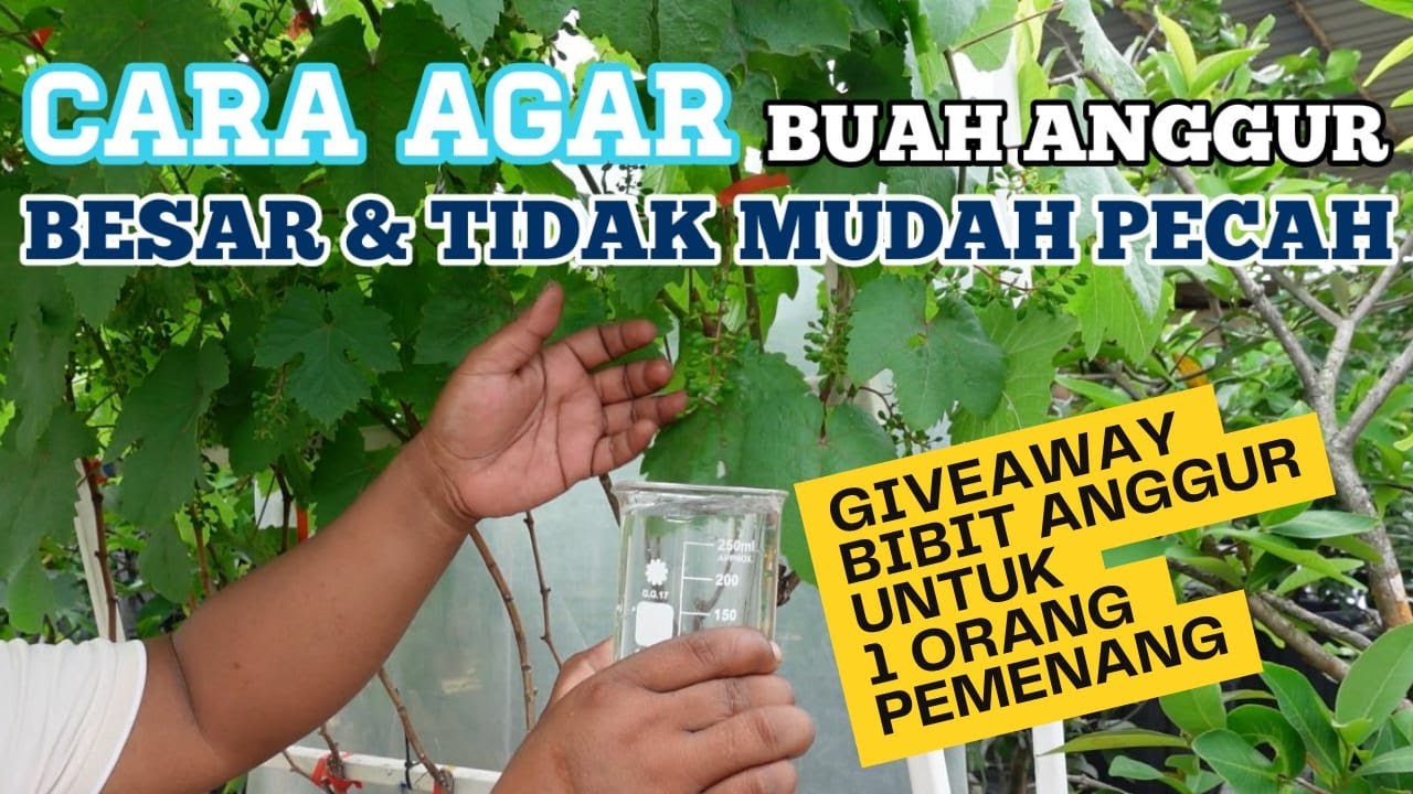 CARA AGAR BUAH ANGGUR BESAR DAN TIDAK PECAH || GIVEAWAY BIBIT ANGGUR ...