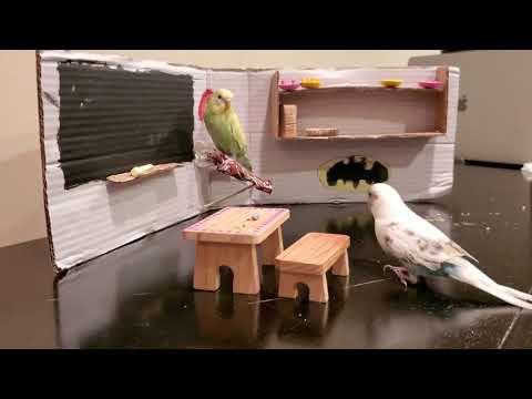 Budgie Brains Trailer - YouTube