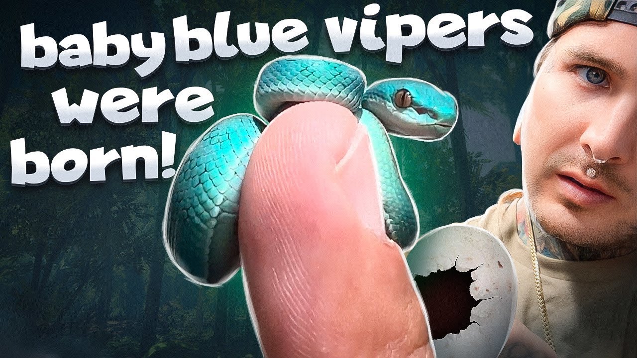 BABY BRIGHT BLUE VIPERS WERE BORN!! - YouTube