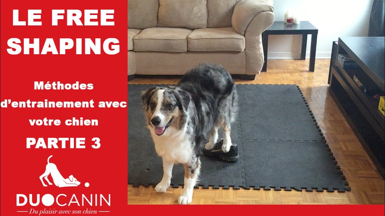 FREE SHAPING - Méthode d'entrainement clicker training - YouTube