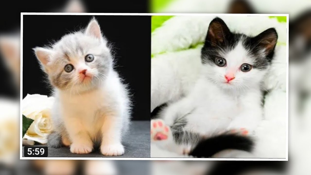 funny baby his cute cat,videos of funny baby cats,WWZ animals. - YouTube