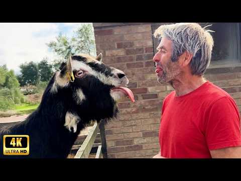 Funny Animals Caught Being Absolutely Overdramatic 🤣