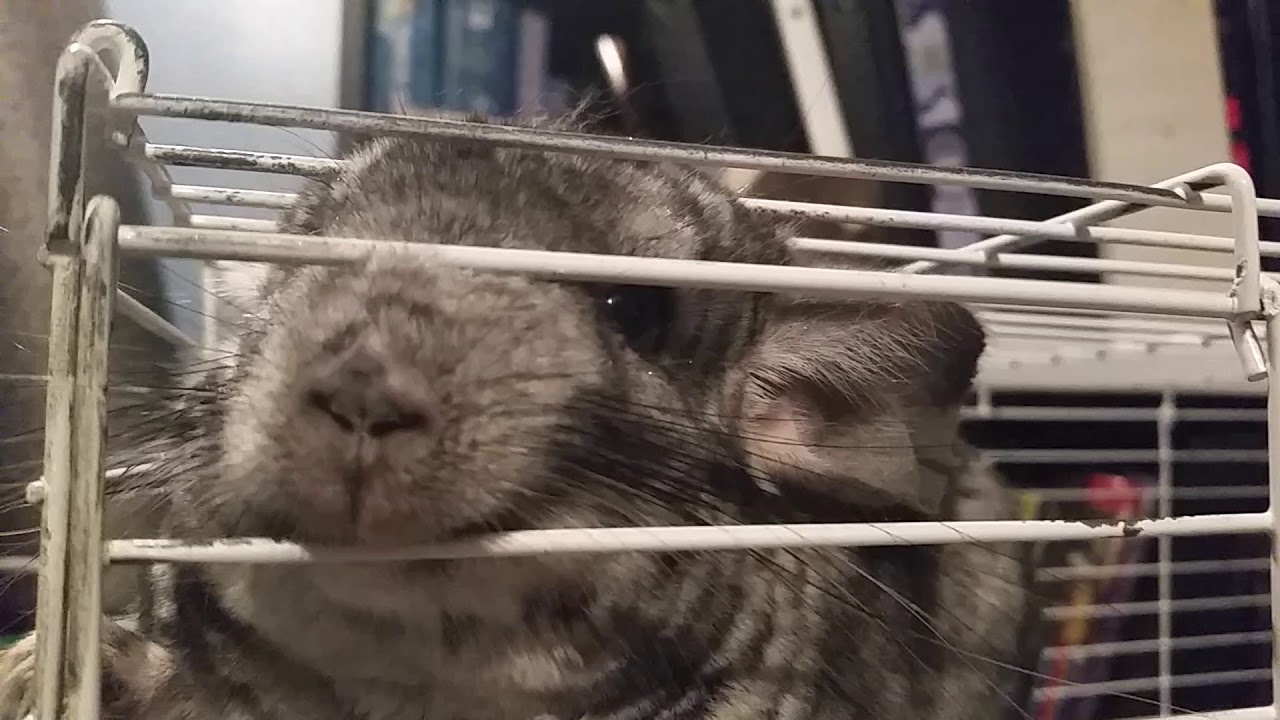 Ninja the Chinchilla - YouTube