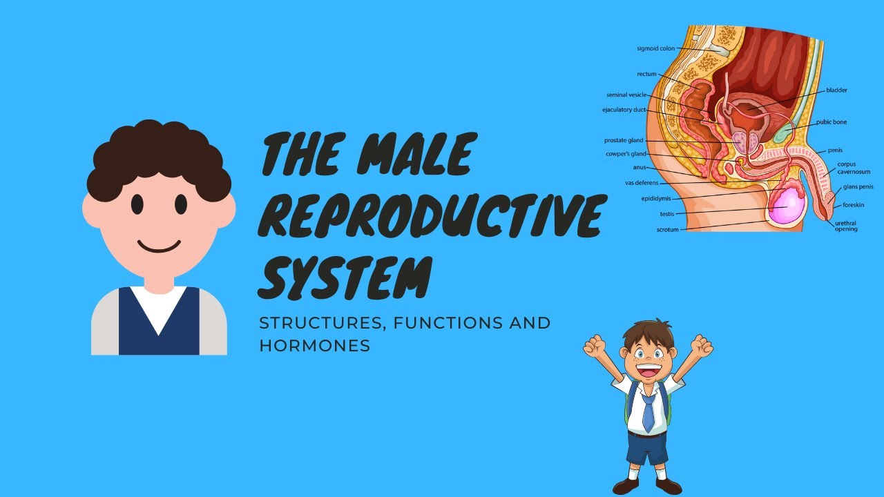 Human Reproductive System Britannicacom