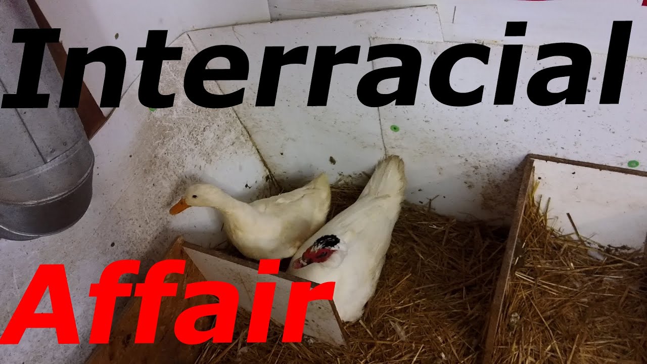 -37°C Extreme Duck Adventure & Interracial Duck Relationship #29 ...
