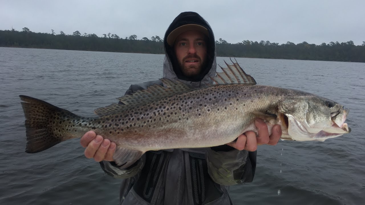 Gator Speckled Trout Tactics (TOPWATER & MORE) - YouTube
