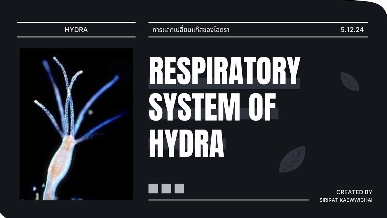 Respiratory System Of Hydra by Sirirat - YouTube