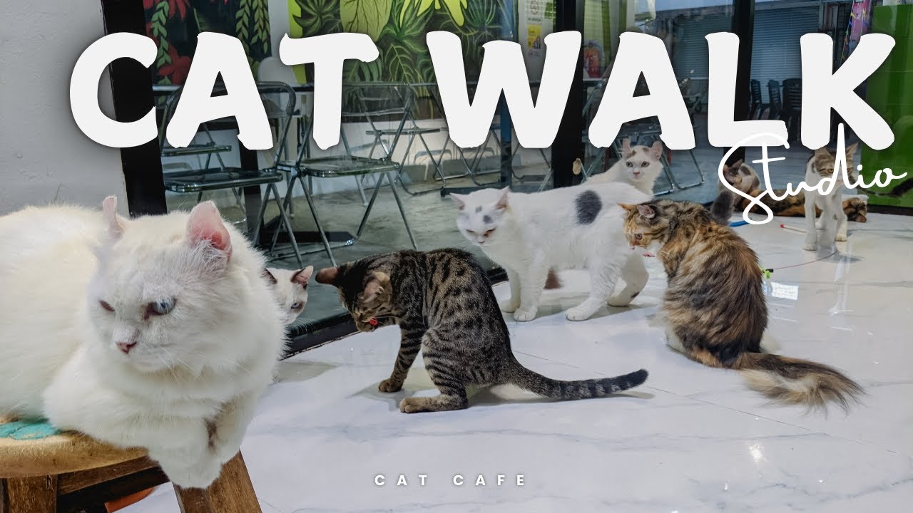 Cat Cafe Melaka | Cat Walk Studio - YouTube
