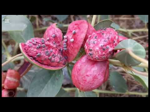 Kovul nima?- Uning foydasi va ishlatilishi (Capparis spinosa)