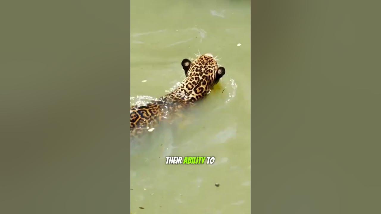 Jaguars The Silent Guardians of the Rainfore #kids #animals #rainforest #bigcats #cats #jaguar ...