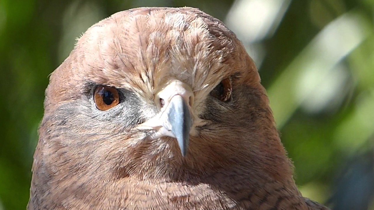 fauna brasileira O OLHAR DO GAVIÃO animal selvagem ave rapina silvestre ...