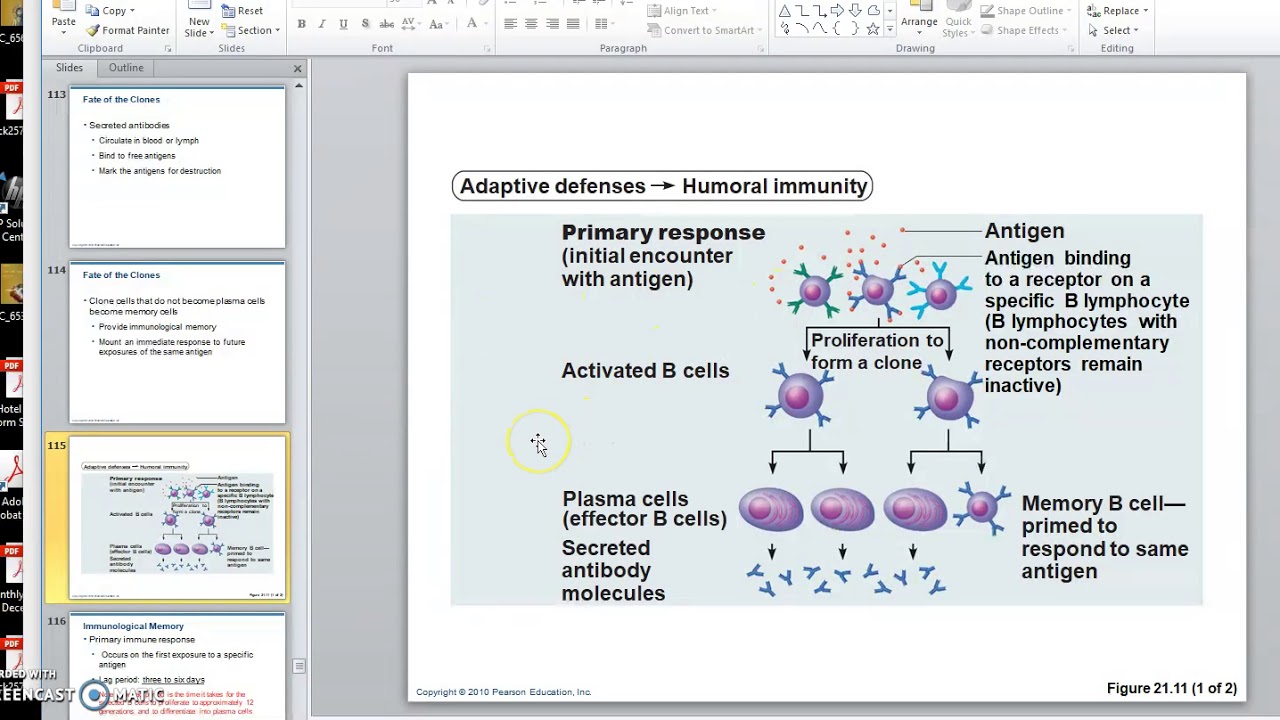 Humoral antigen challenge and Active and Passive Immunity - YouTube