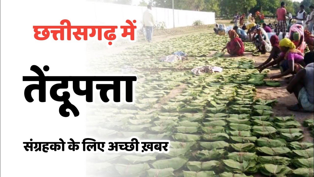 CG Tendupatta 2021 | छत्तीसगढ़ तेंदूपत्ता संग्राहकों के विद्यार्थियों ...