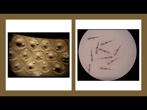 Turbot Broodstock Management part 3 propagation