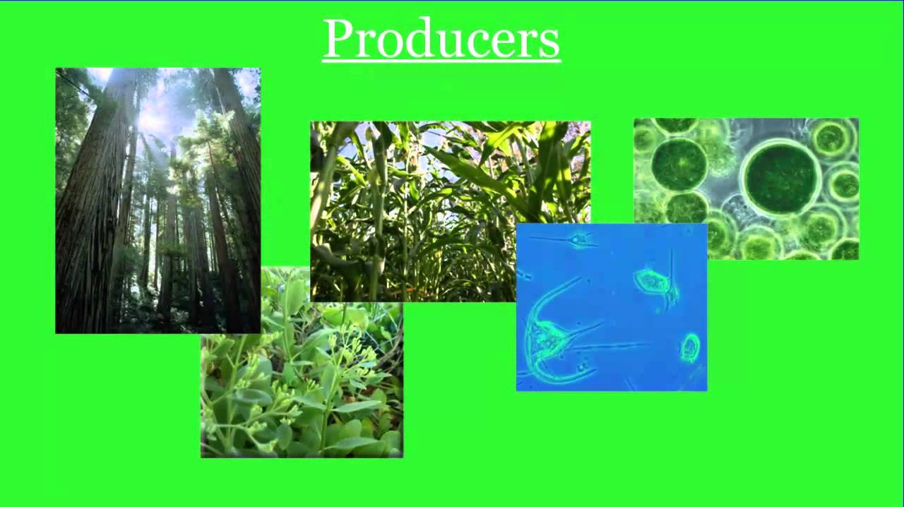 Producers And Consumers YouTube producers-and-consumers-youtube
