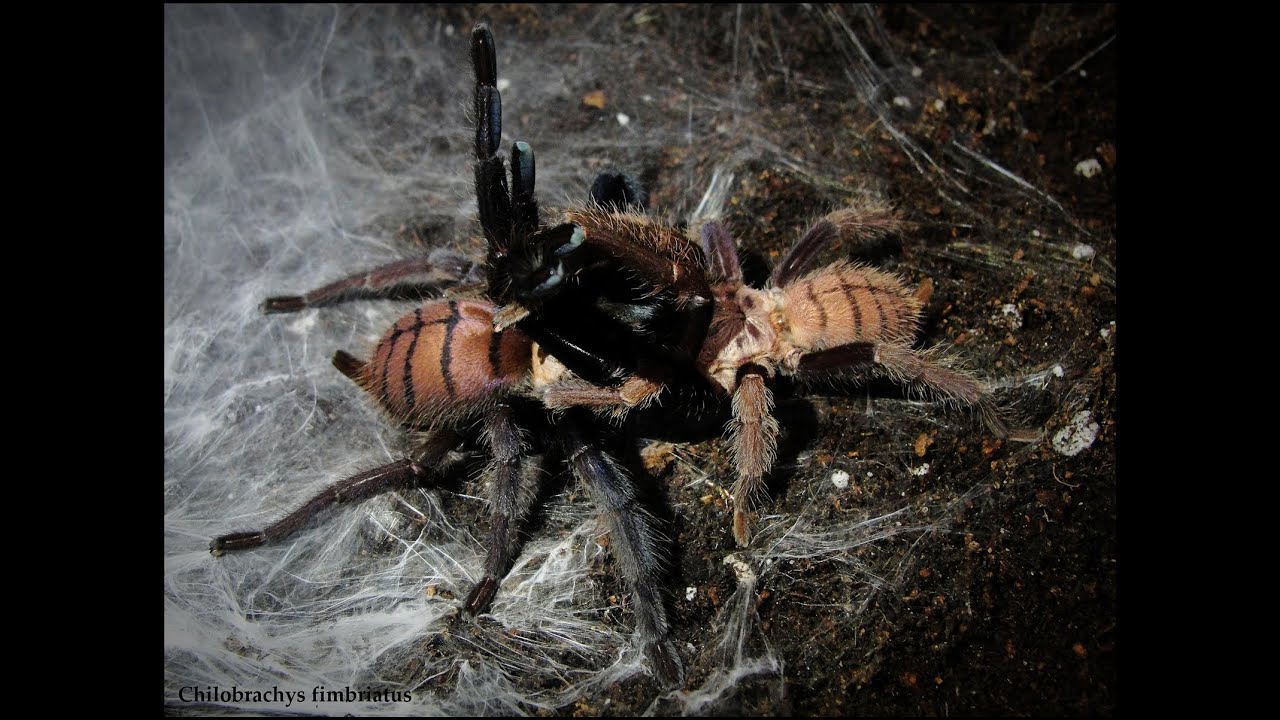 Tarantula mating - Chilobrachys fimbriatus mating - YouTube