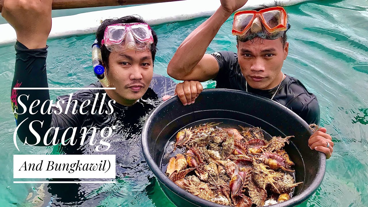 DIVING FOR SEASHELLS (SAANG/BUNGKAWIL) | CATCH AND COOK | BOHOL ...