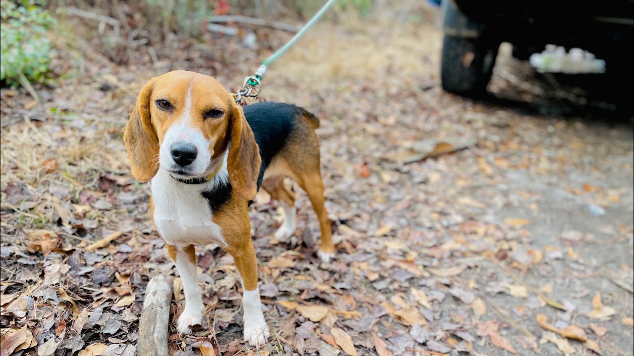 Rabbit Hunting Hoke County, NC With A YouTube Subscriber!!! | Anderson ...