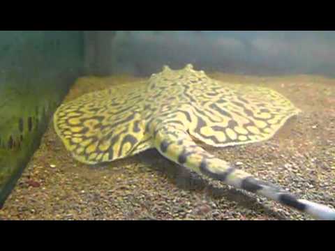 Tiger Ray - YouTube