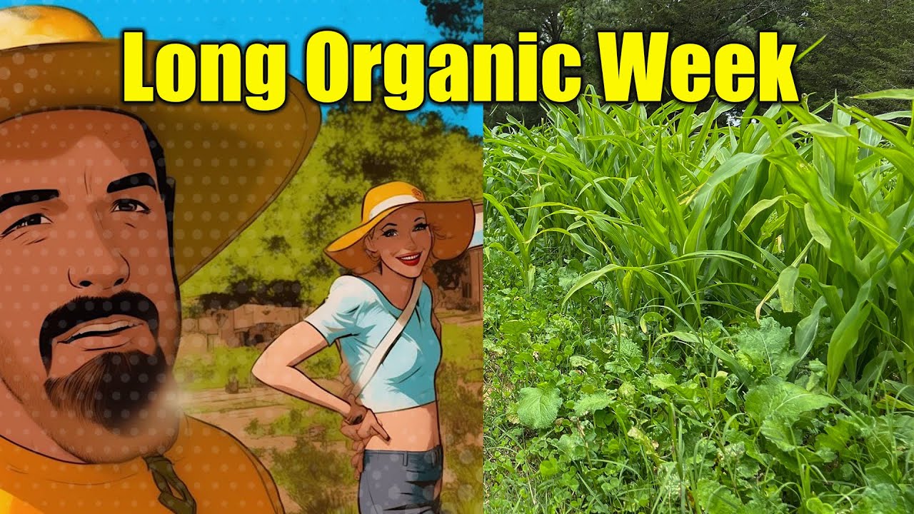 Organic Fertilizers vs Synthetic Fertilizers When to use WHAT - YouTube