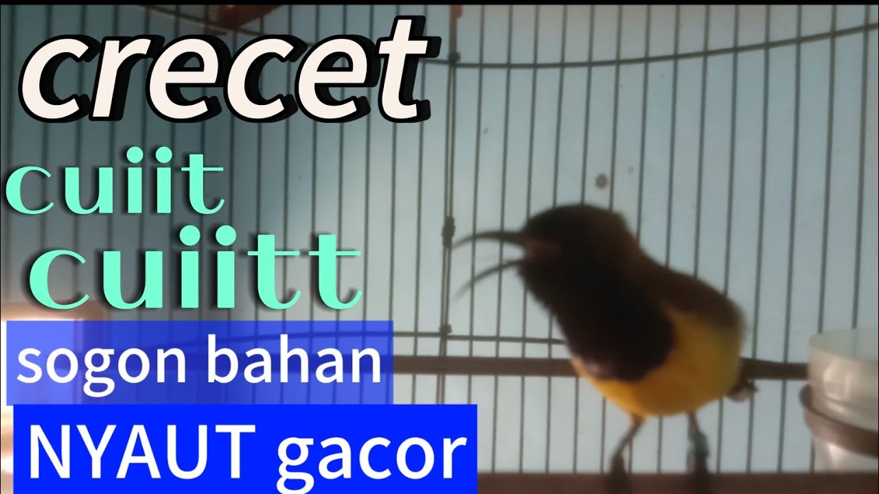 burung sogon gacor crecet cuit cuit || ampuh memancing sogon lain nyaut ...