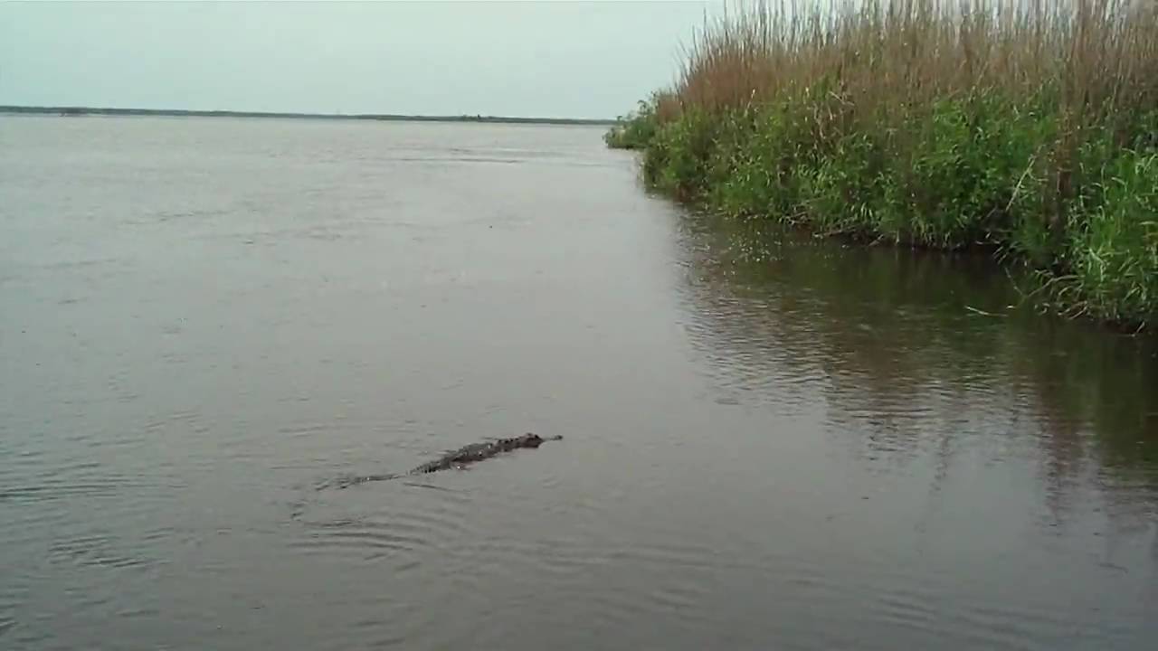 Gator on Lake Jesup - YouTube