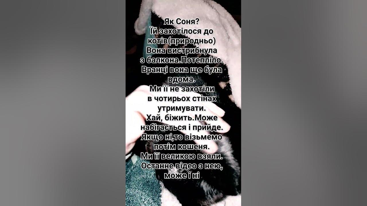 ПотептілоСоня вистрибнула з балкона до котів україна соня кицясоня кицясоня нашасоня
