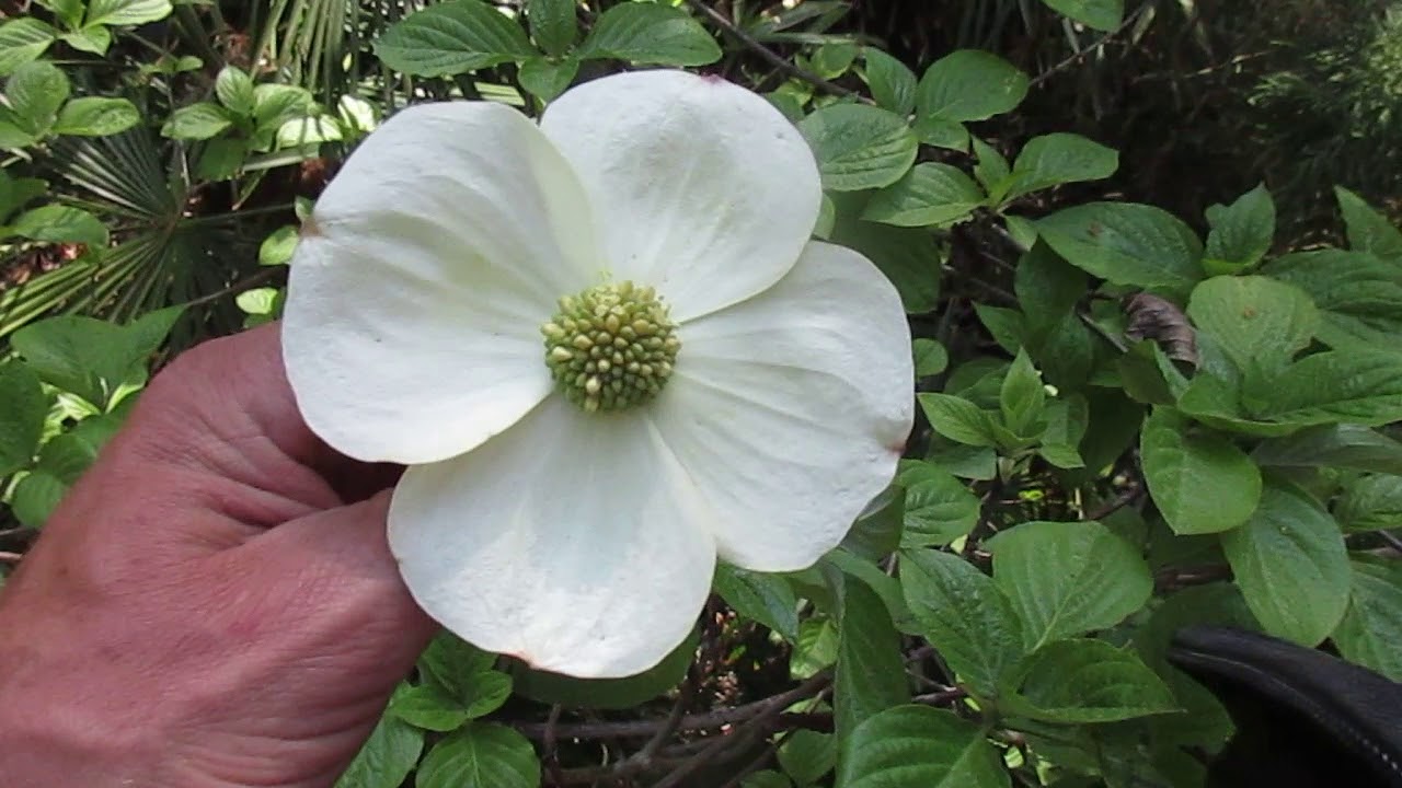 Native Dogwood Tree in Bloom - YouTube