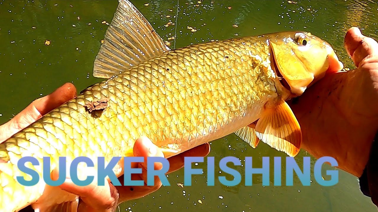 Sucker Fishing with Jake - YouTube