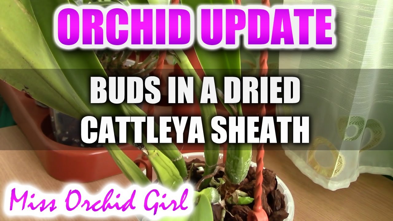 Buds in a dried sheath - Cattleya Purple Cascade - YouTube