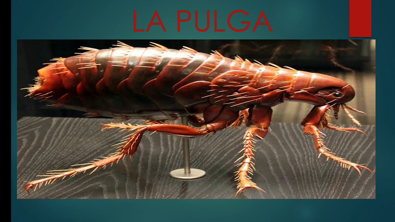 Morfolog a De La Pulga YouTube morfolog-a-de-la-pulga-youtube