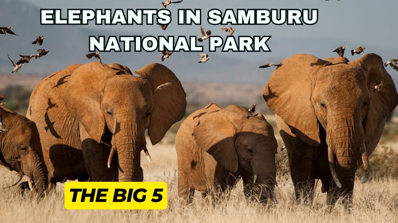 Incredible & Scary Elephant Safari in Samburu National Park - YouTube