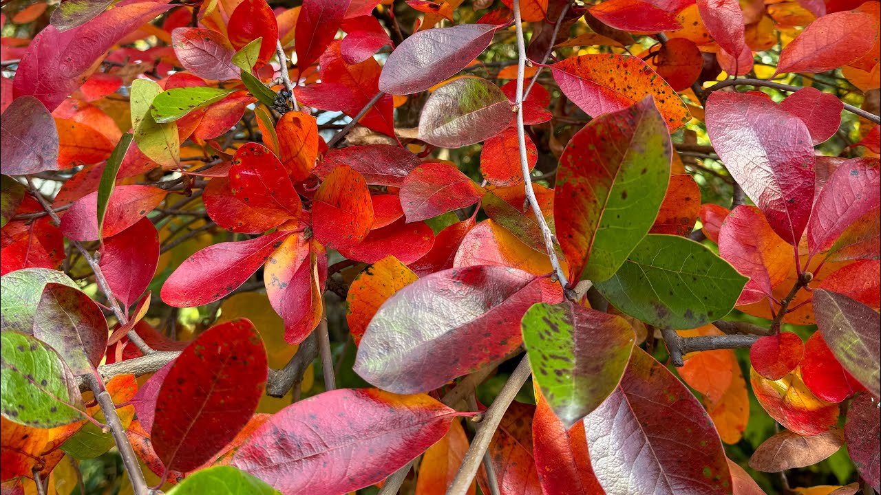 Why and how leaves turn colors in the fall (and why they fall off ...