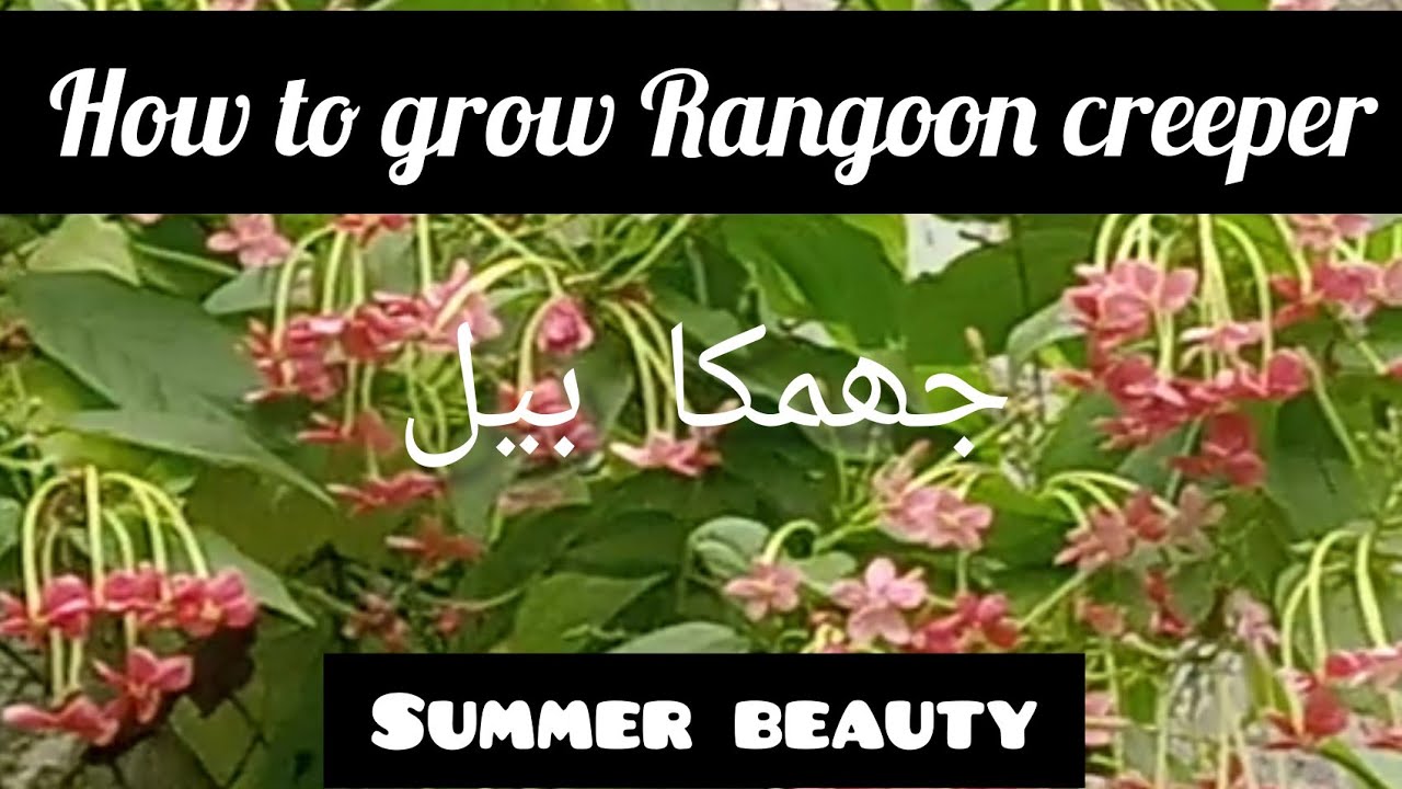 All about of Rangoon creeper|| The Best summer vine||qbterracgarden ...
