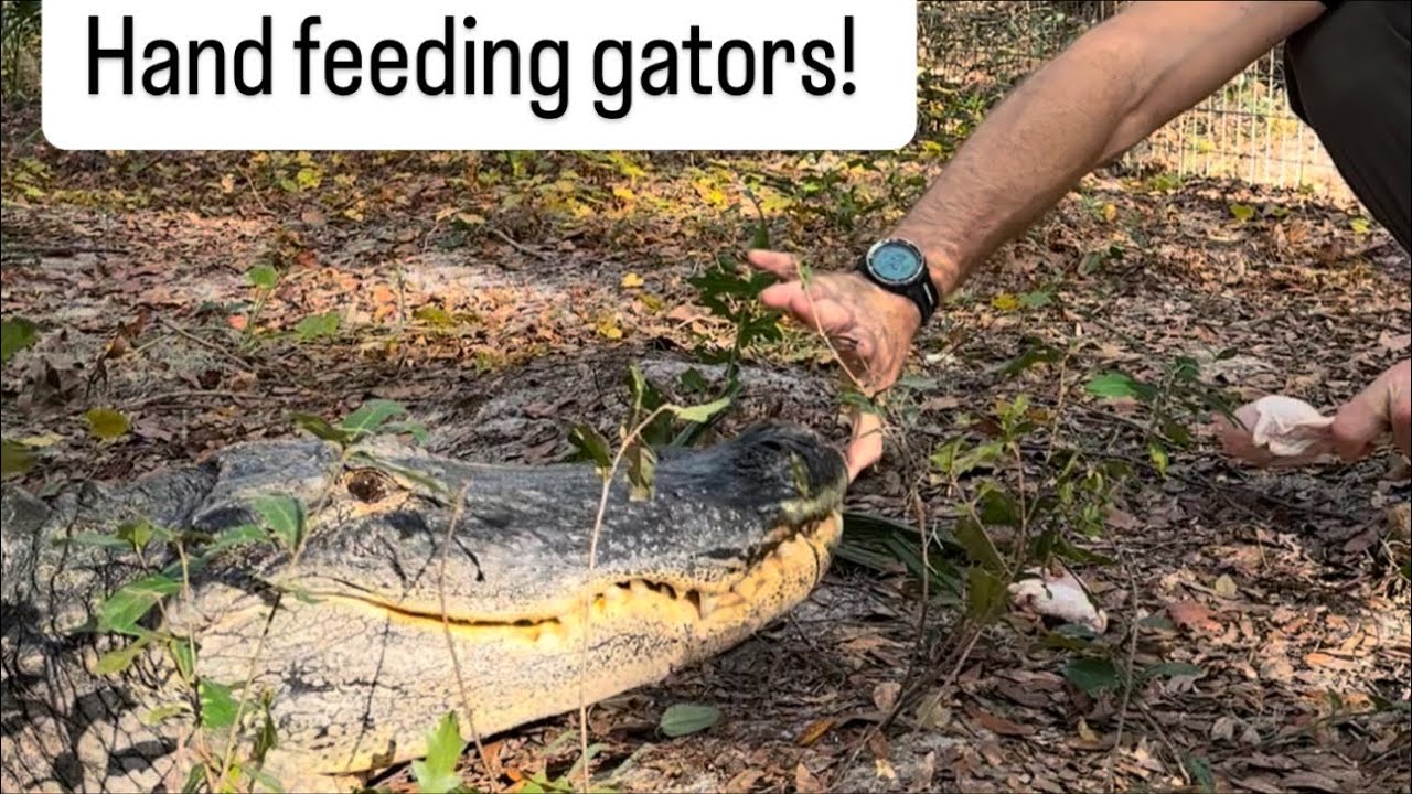 Hand feeding gators! Sanctuary vlog - YouTube