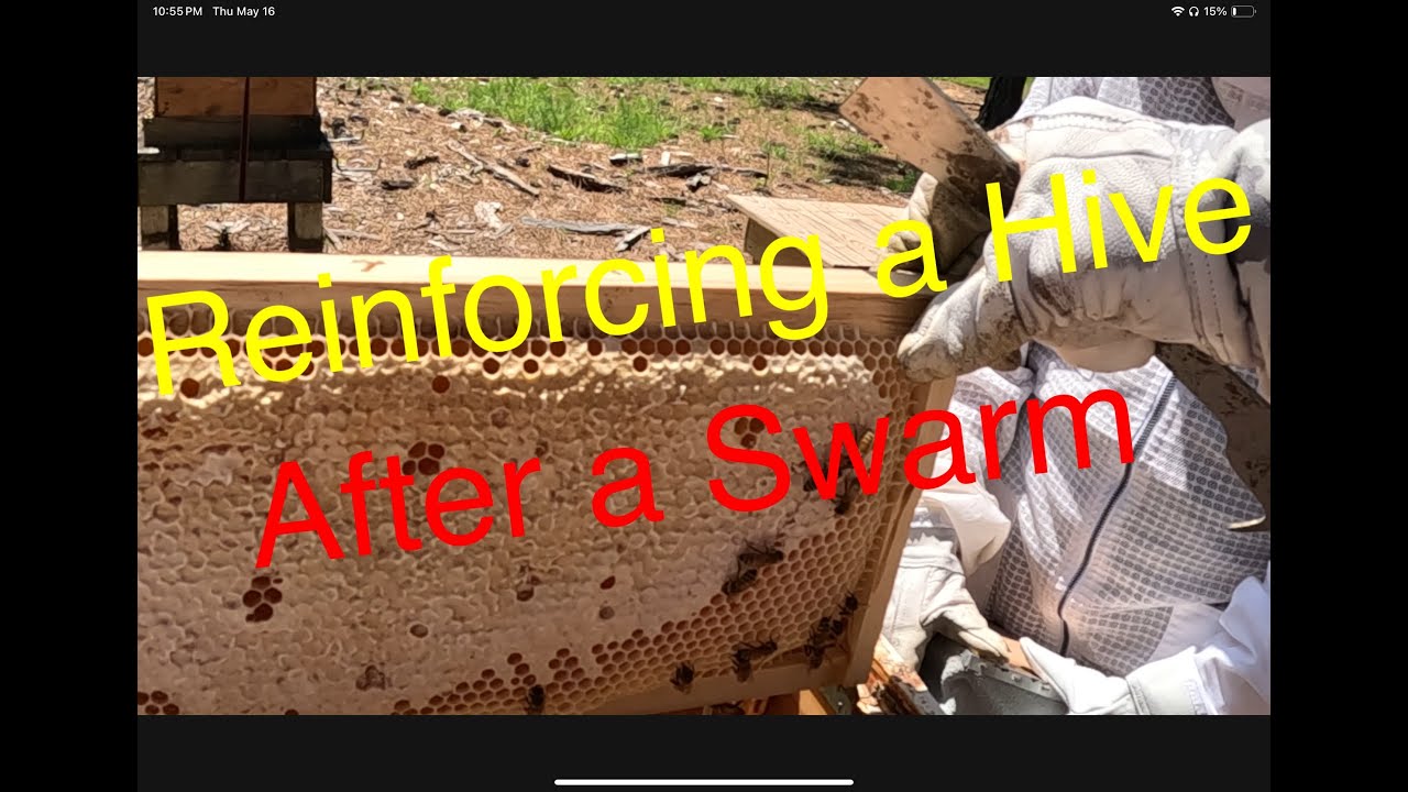 Beekeeping for Beginners | Reinforcing a Swarmed Hive! - YouTube