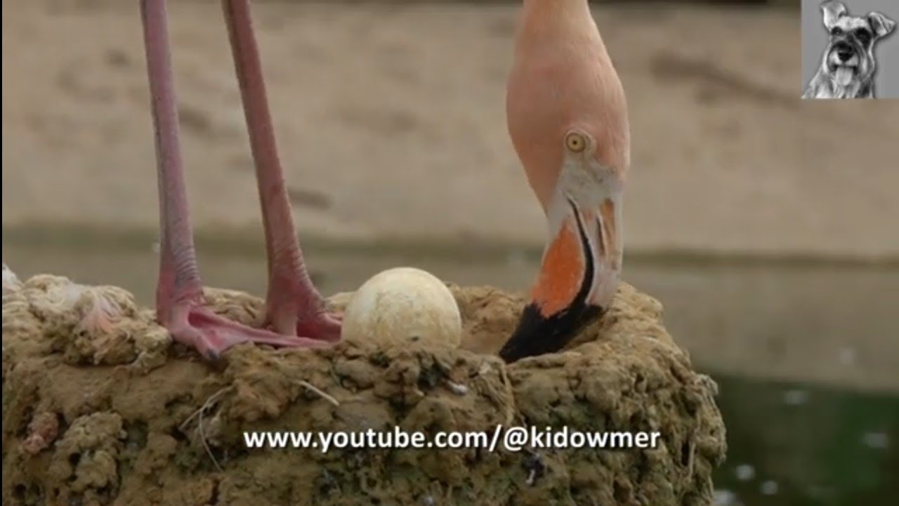 AMERICAN FLAMINGO parent incubating@Bird Paradise, Singapore - YouTube