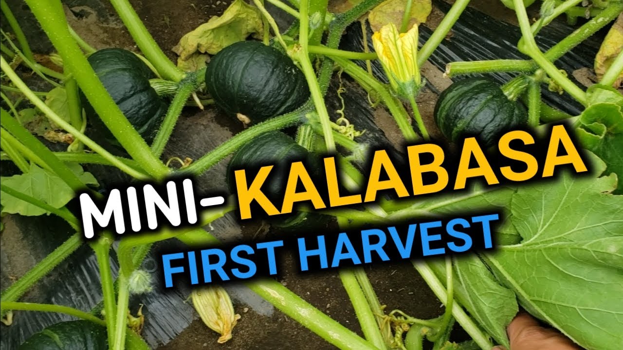 Mini-Kalabasa Harvest. First Time Harvesting. - YouTube