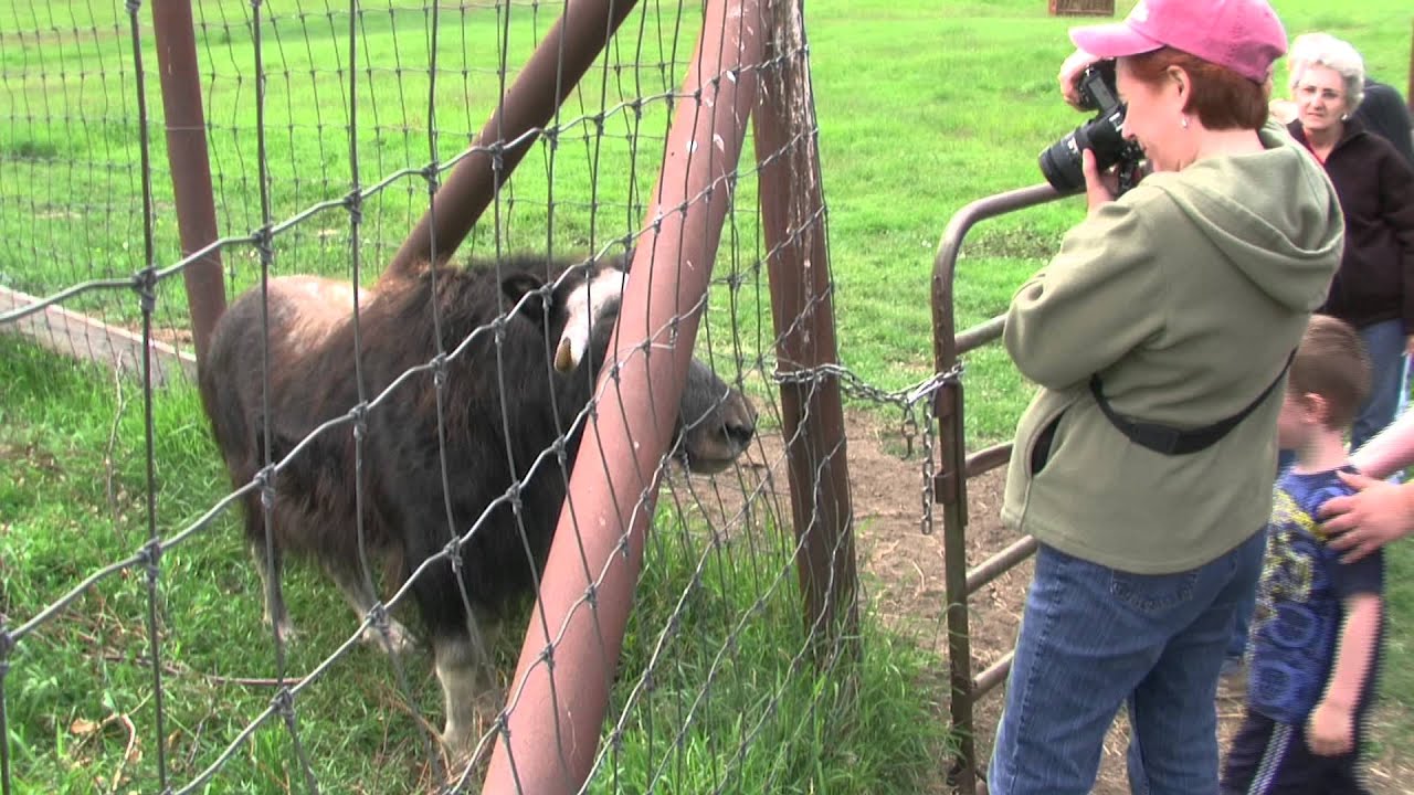 Musk ox eating dandelion treats in Palmer, Alaska - YouTube