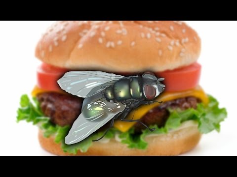 FLY IN MY BURGER! | Slap The Fly W/ Entoan - YouTube