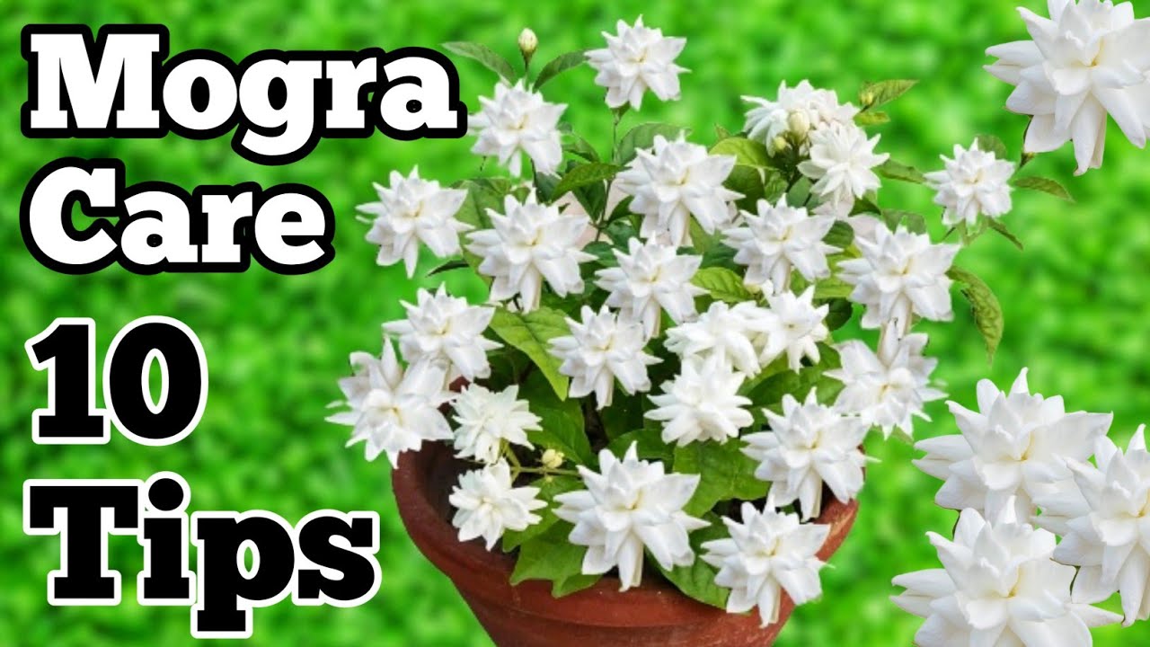 MOGRA PLANT CARE.GROWING TIPS & FERTILIZER/मोगरा की देखभाल #mogra # ...