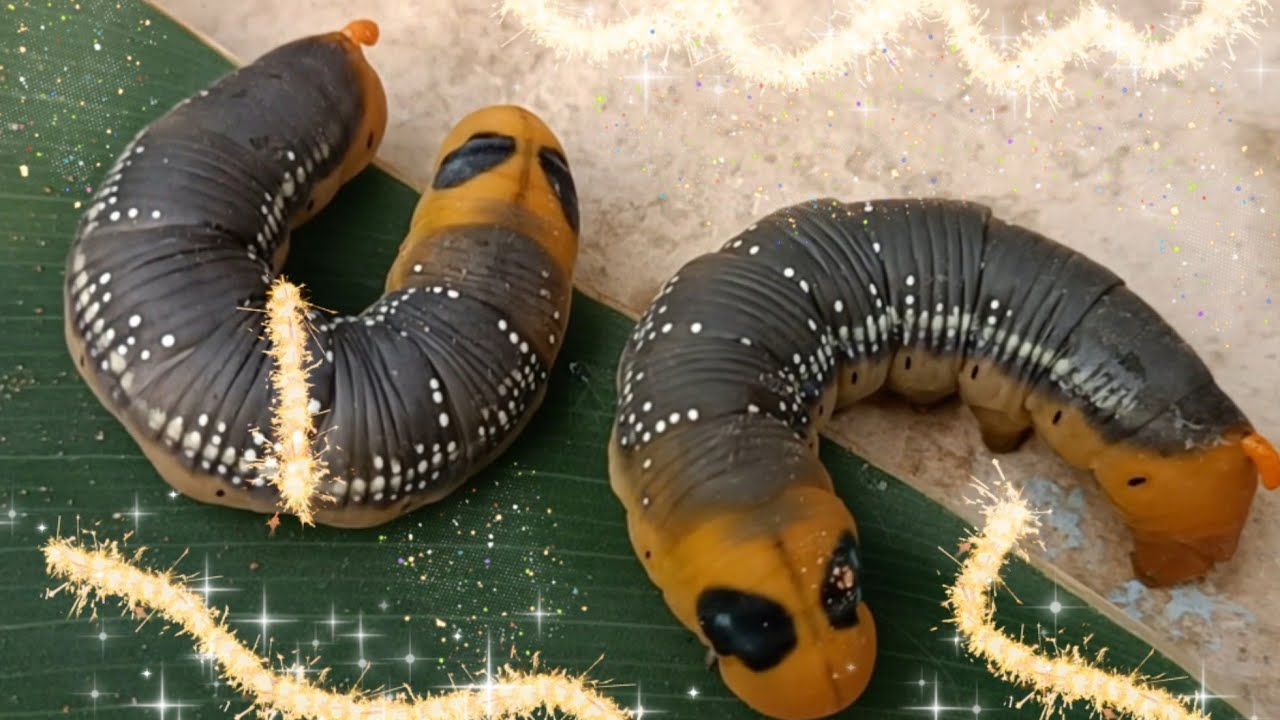 #Kala_Kala_Chasma Beautiful Insect. Dancing Insects. Amazing Creatures ...