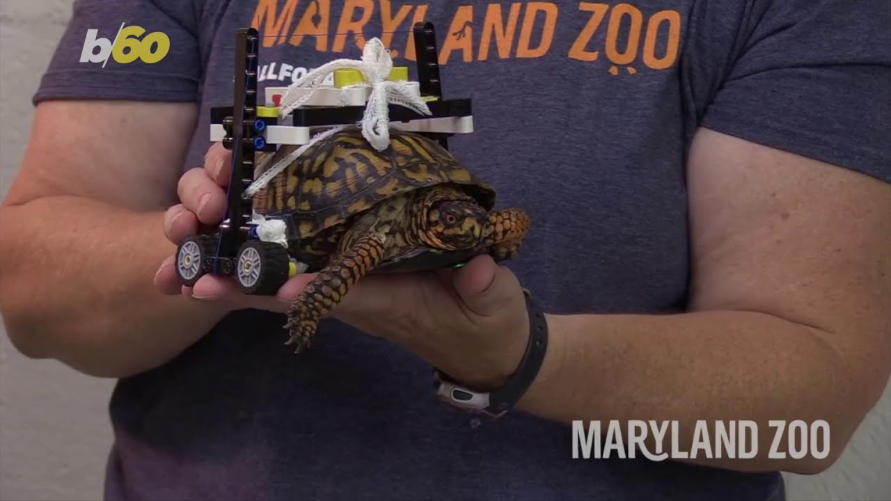 This Injured Turtle in a Lego Wheelchair Will Steal Your Heart - YouTube