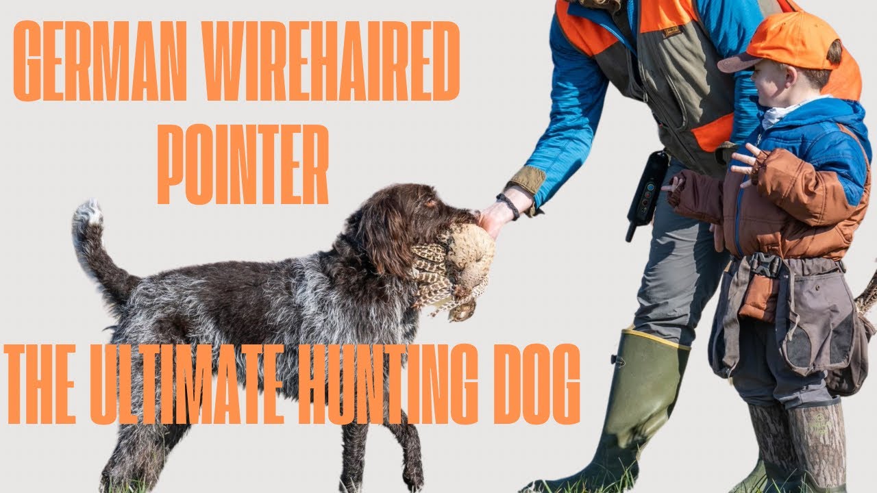 German Wirehaired Pointer: The Ultimate Hunting Machine What’s Up Dog ...