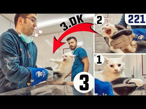 Hırçın Kedi Fırtınası! 😲 Elimden kaçıyordu! Böyle Lokum mu Olur? @DoBiDa 221