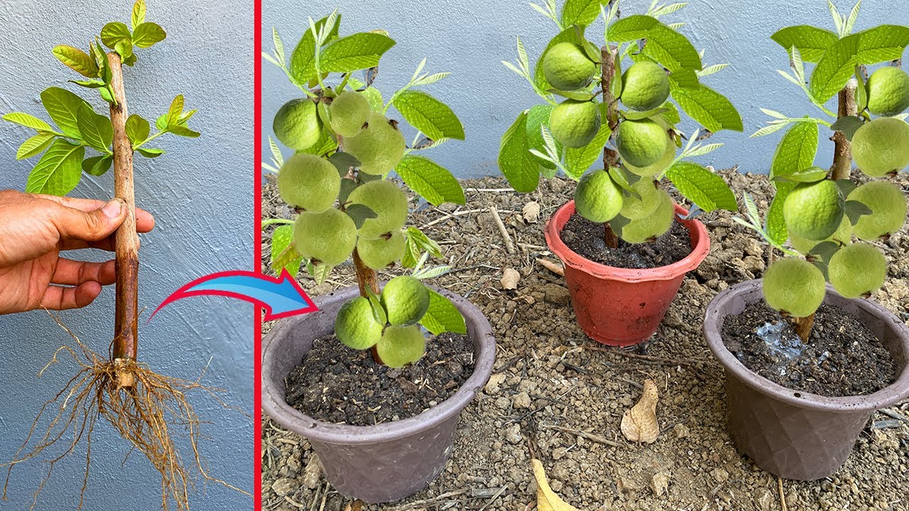 How To Propagate and Graft Guava trees to produce large fruits How To ...