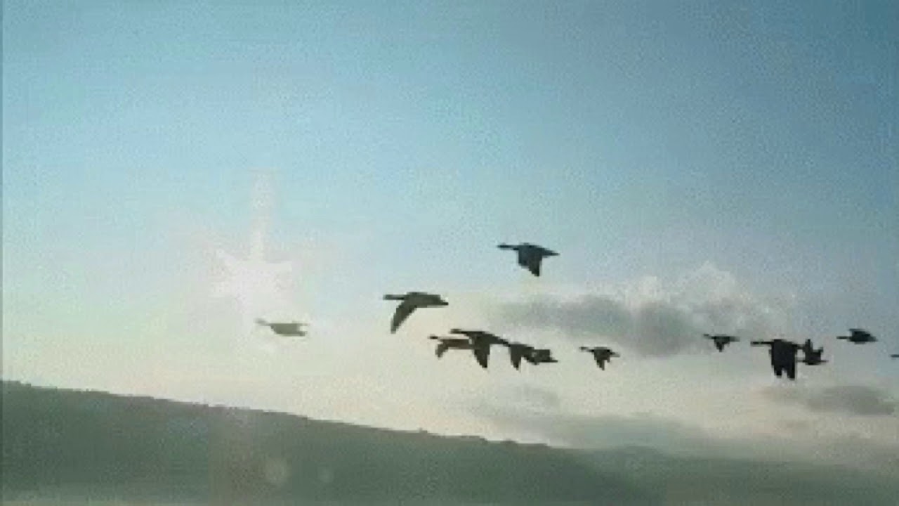 Genesis 8: NOAH'S DELIVERANCE... - YouTube