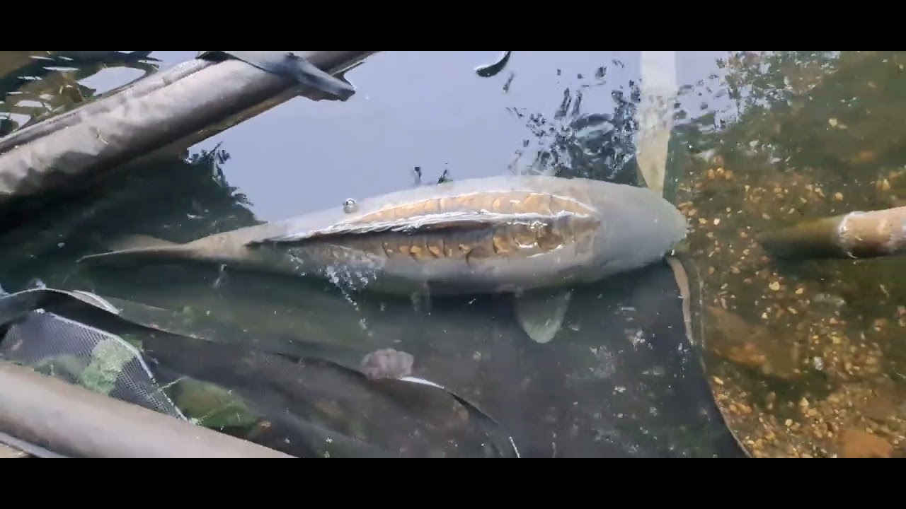 22 lb mirror carp resting up after an immense battle - YouTube