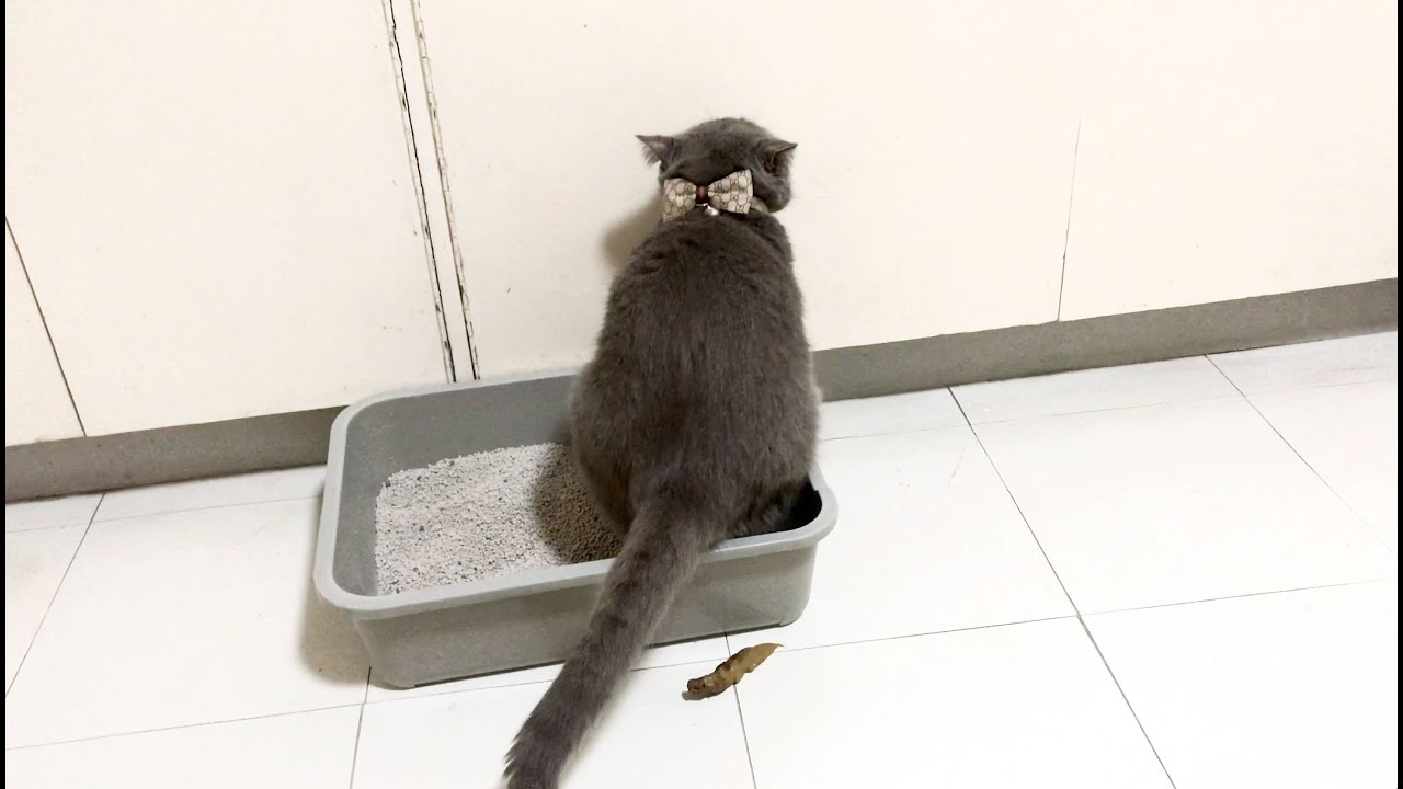 CAT POOP FAIL! Try Not To Laugh - YouTube