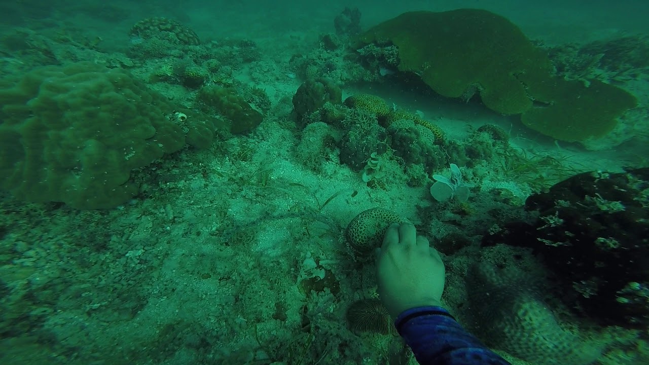 Salvimar One Plus Freediving watch test - YouTube